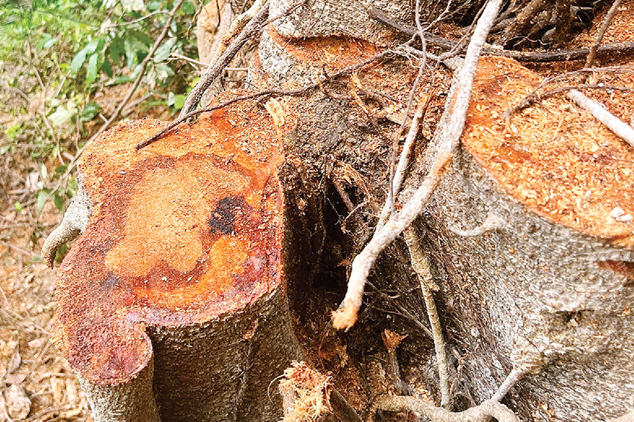 IAM aims to enhance tree management, prevent ‘tree cancer’